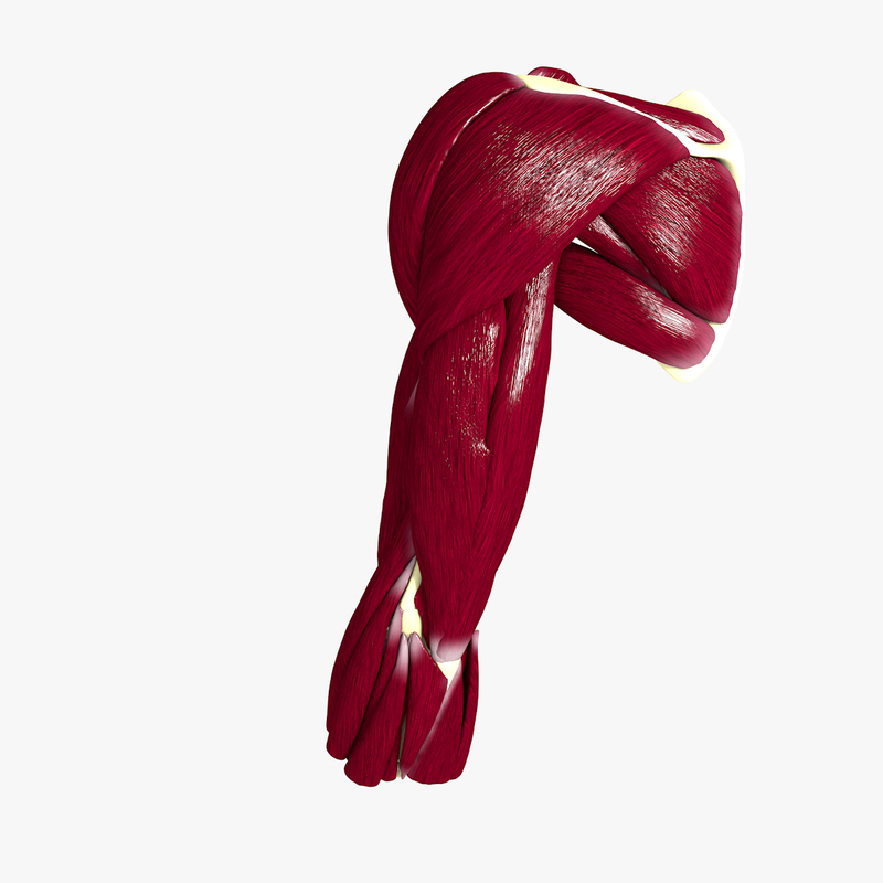 3d ultimate human upper arm