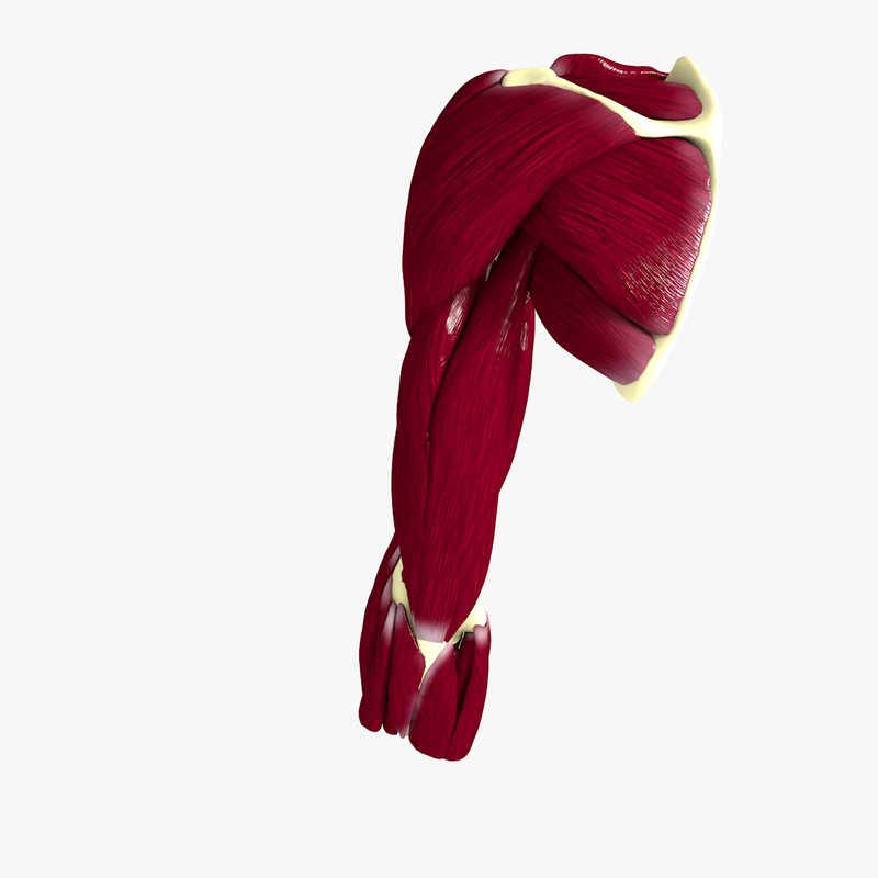 3d ultimate human upper arm