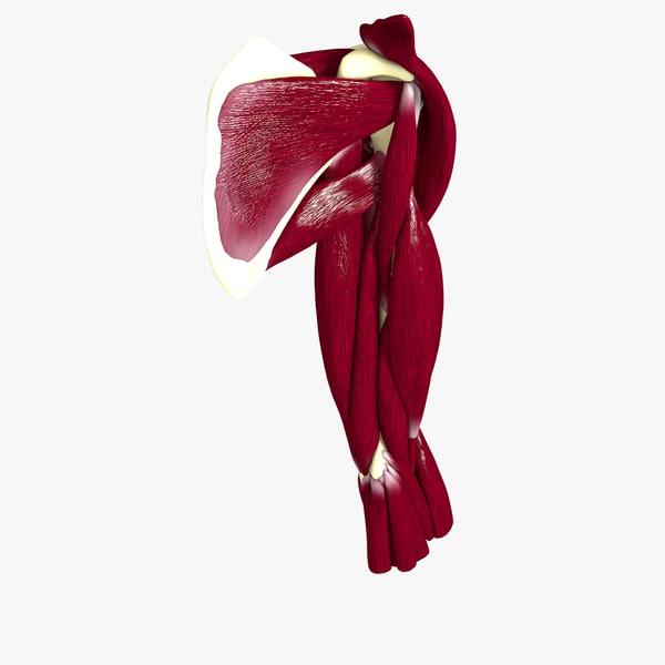3d ultimate human upper arm