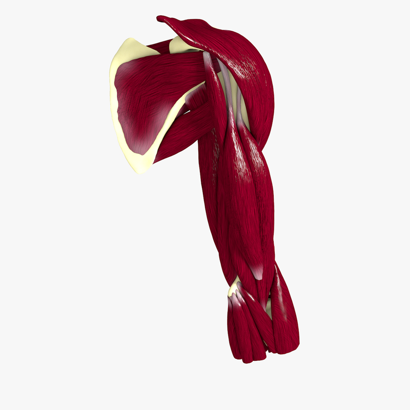 3d ultimate human upper arm