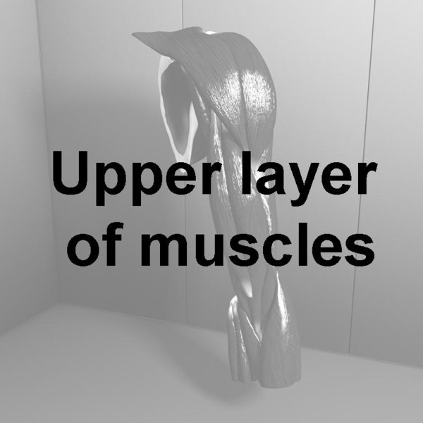 3d ultimate human upper arm