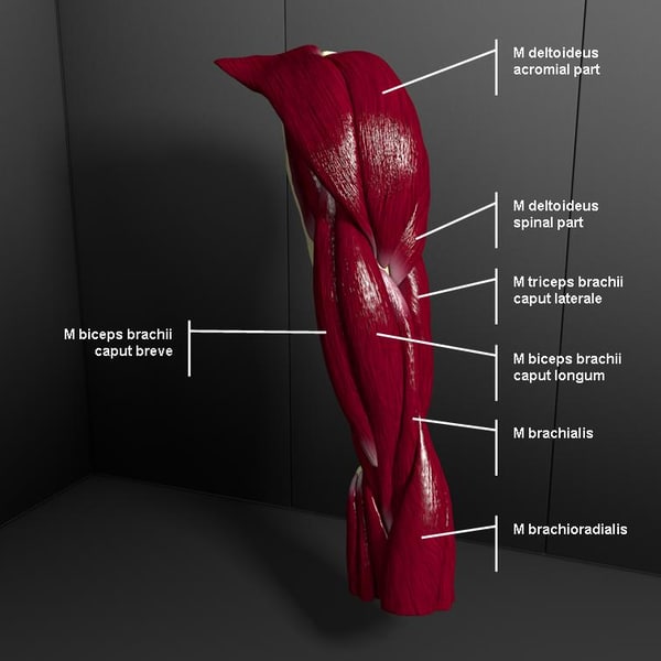 3d ultimate human upper arm