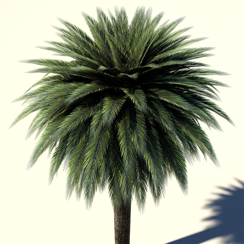 date palm tree 3d model