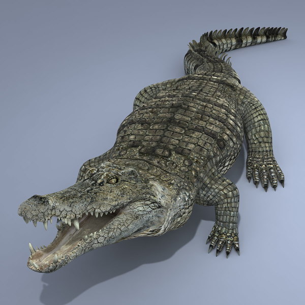 realistic crocodile animation 3d model