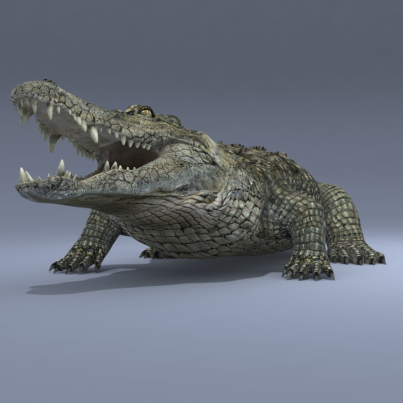 realistic crocodile animation 3d model
