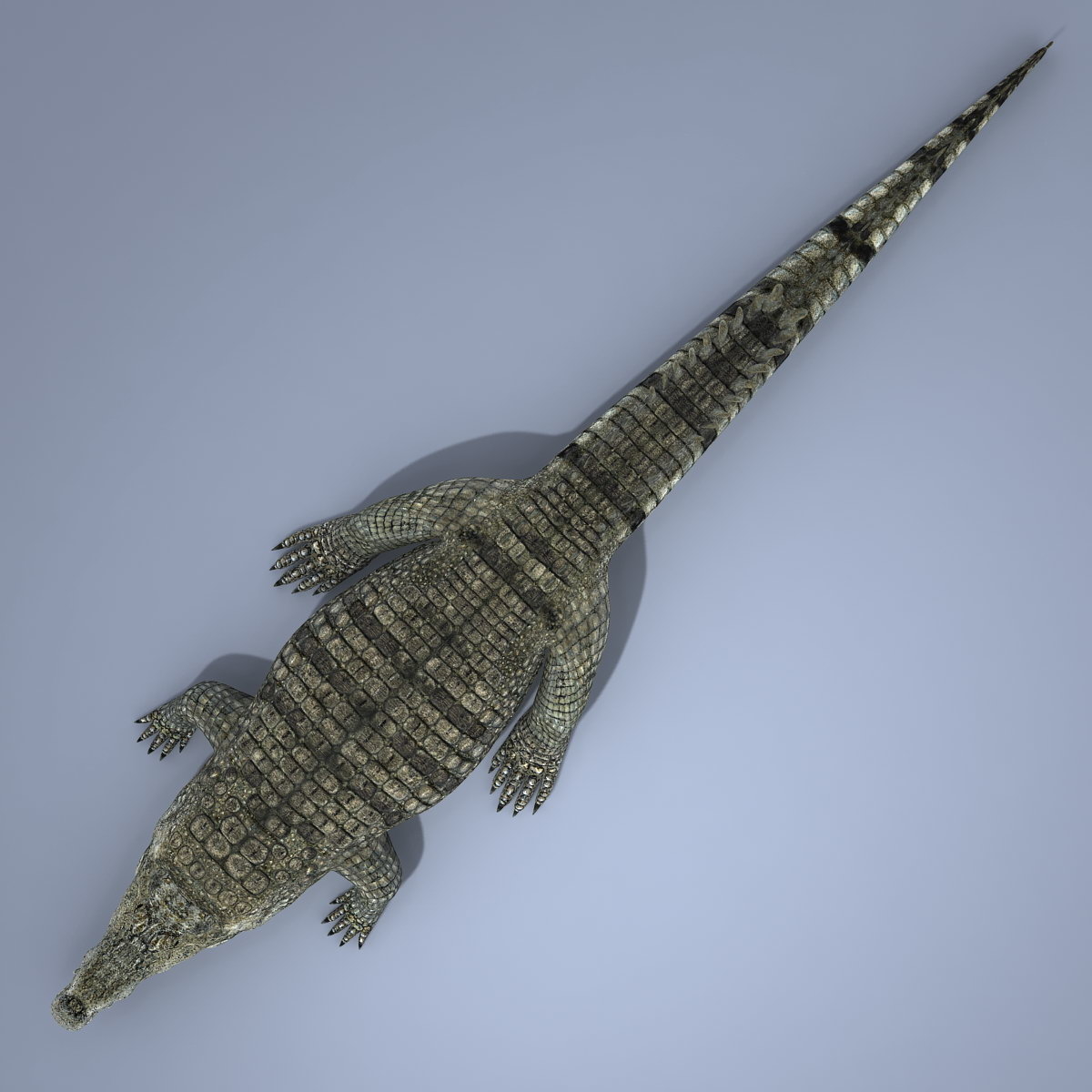 realistic crocodile animation 3d model