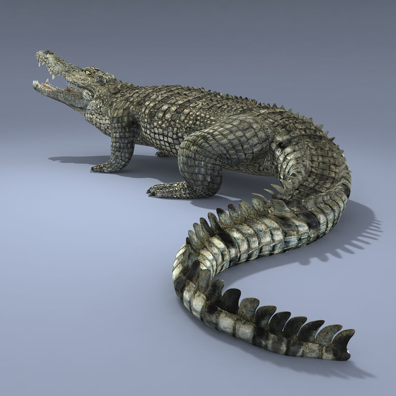 realistic crocodile animation 3d model