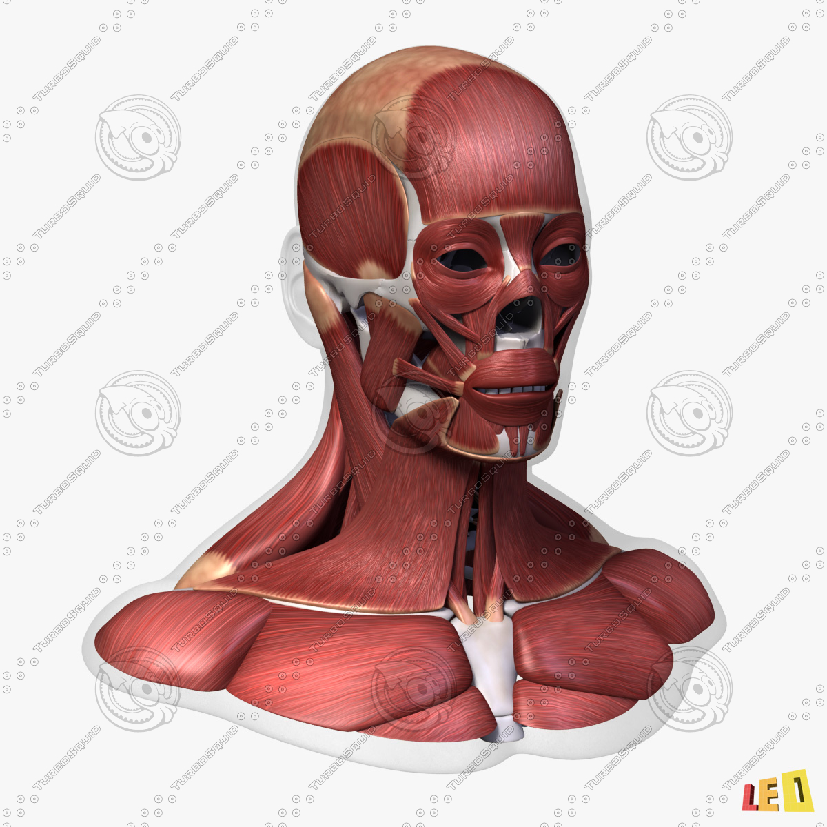 3ds max head anatomy