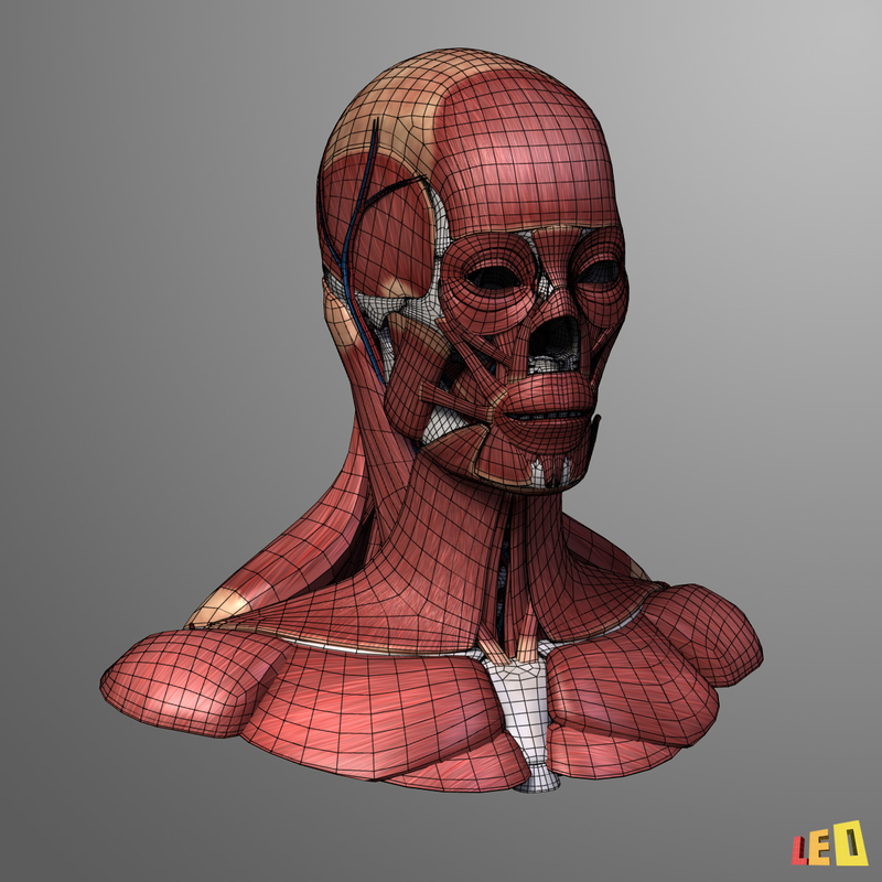3ds max head anatomy