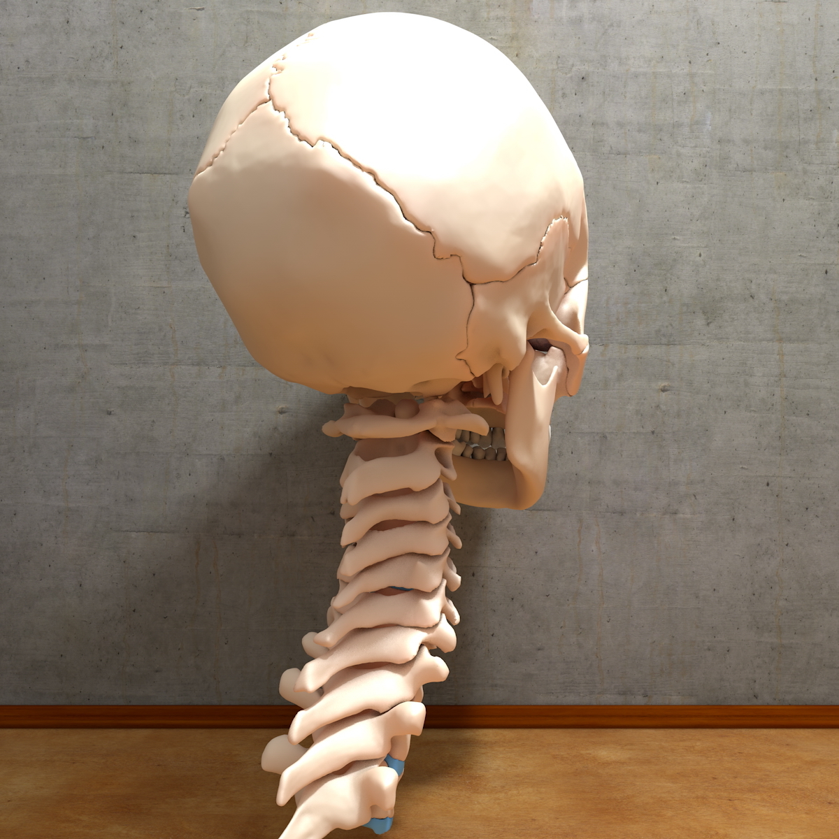 3d anatomical ultimate human skull