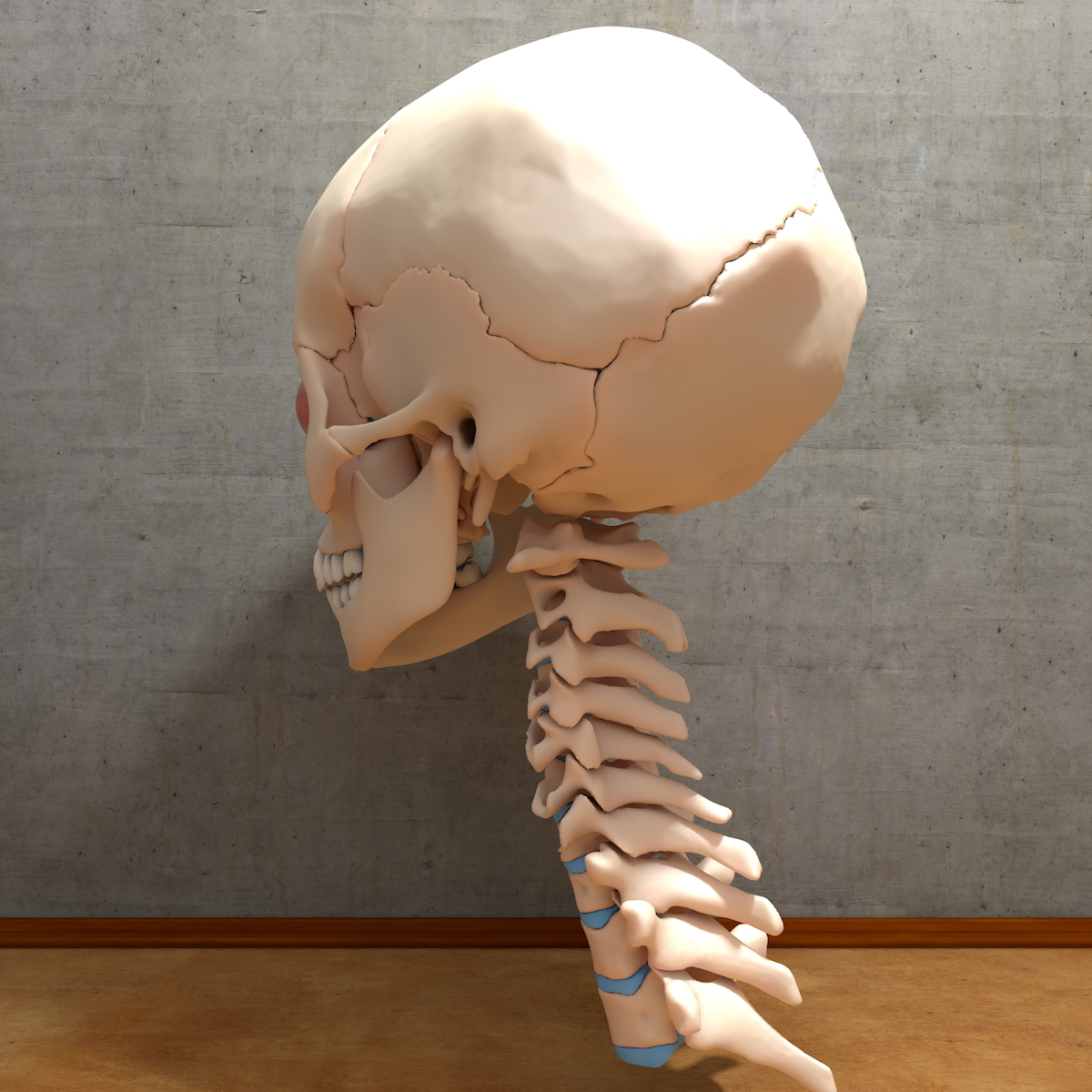 3d anatomical ultimate human skull
