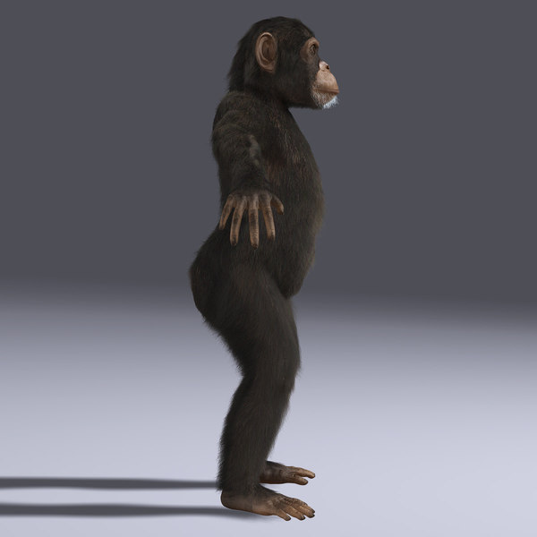 3d chimp fur animation