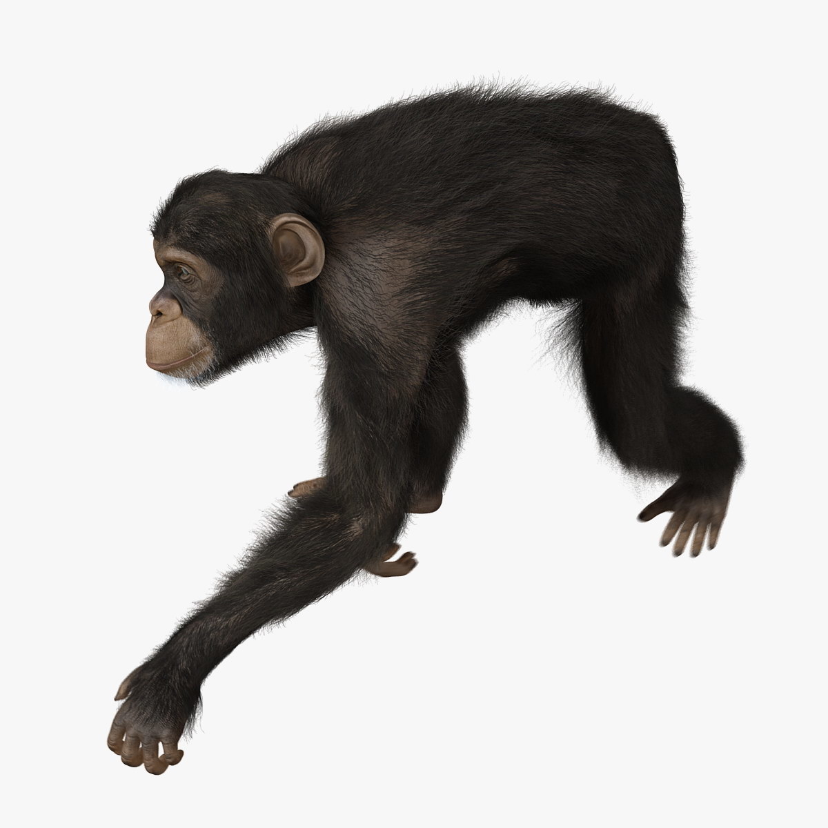 3d chimp fur animation
