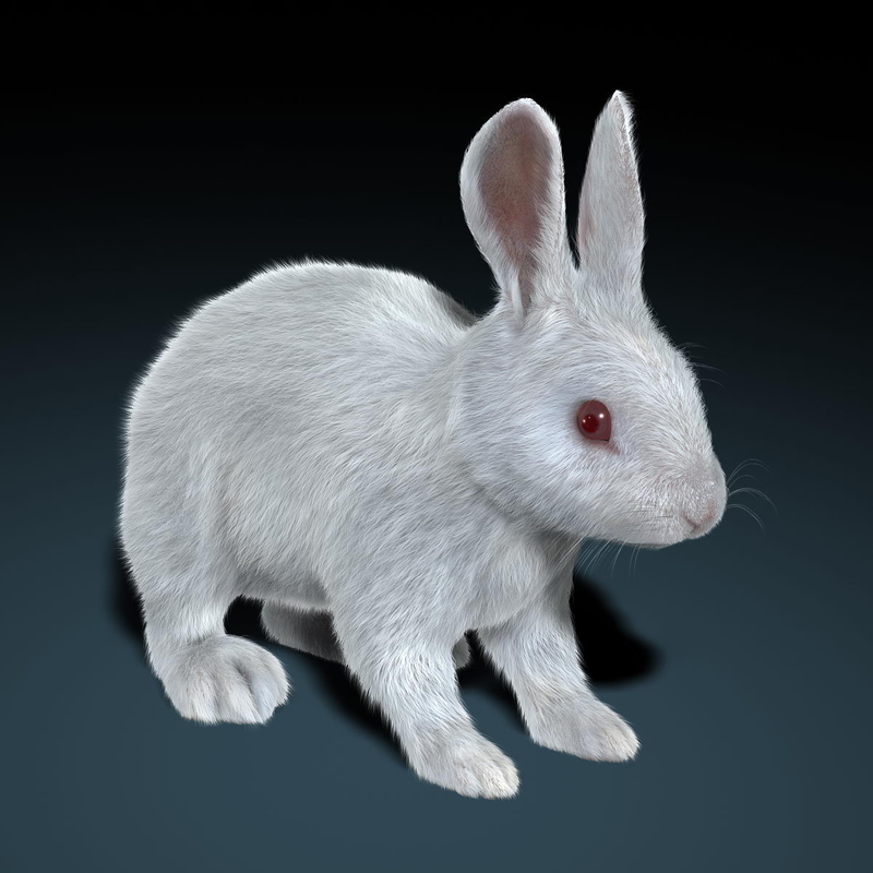 maya rabbit white fur animation
