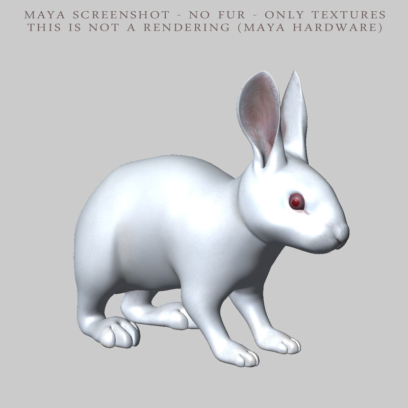 maya rabbit white fur animation