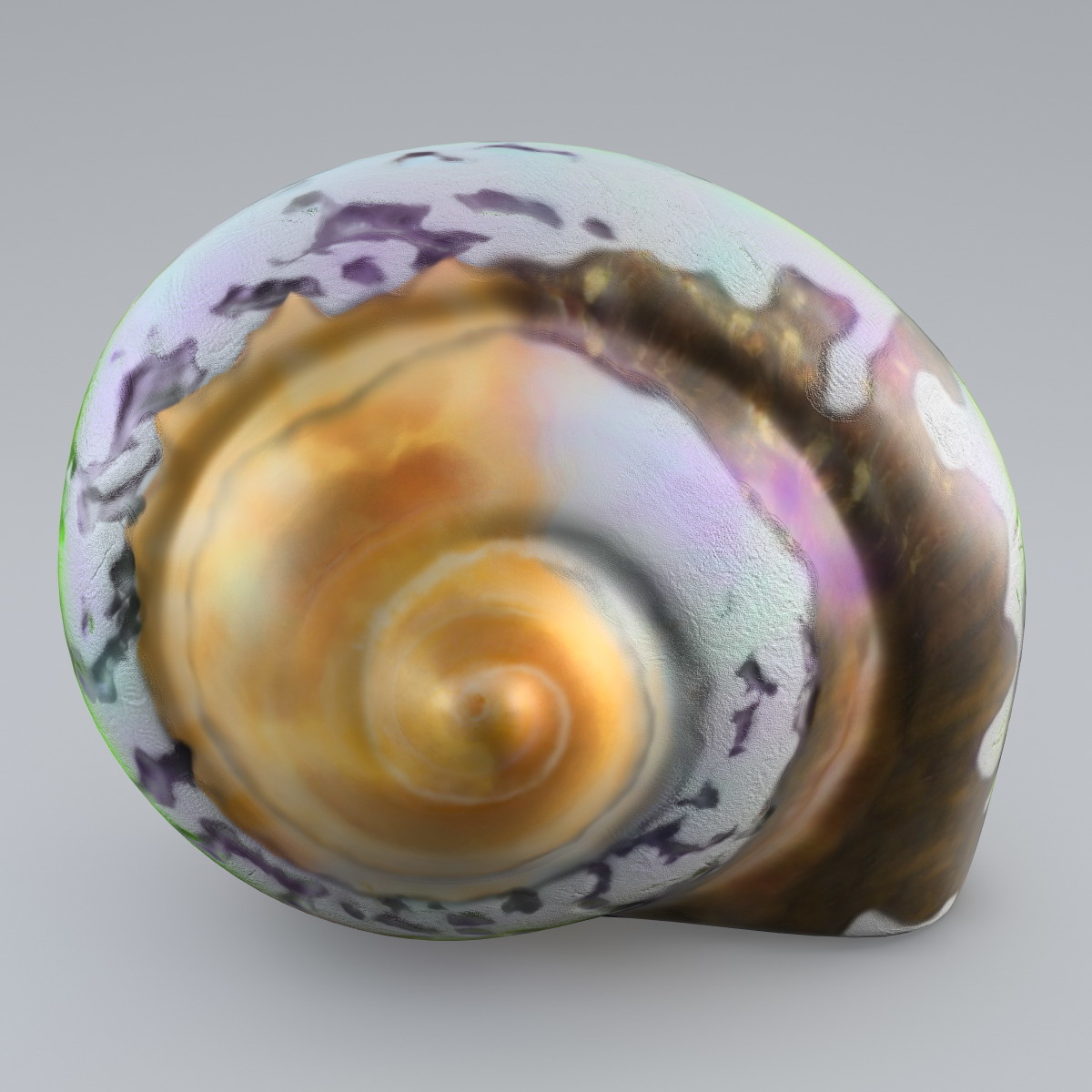 sea shell 3d model