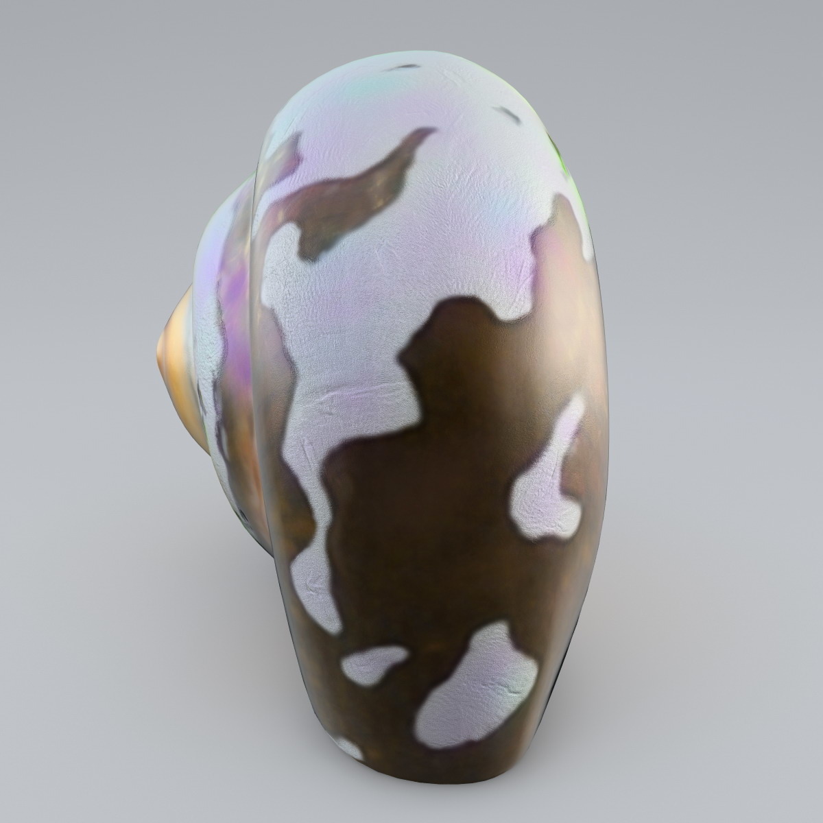 sea shell 3d model