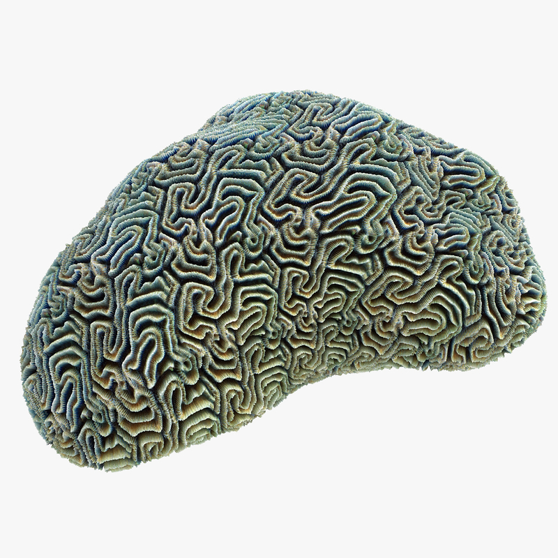 brain coral 3d max