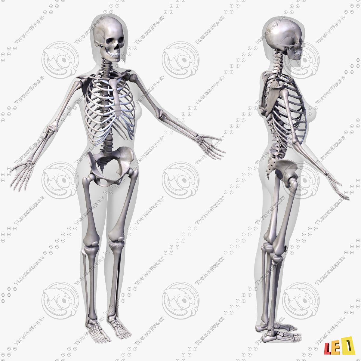 anatomically female body skeleton arm 3d model
