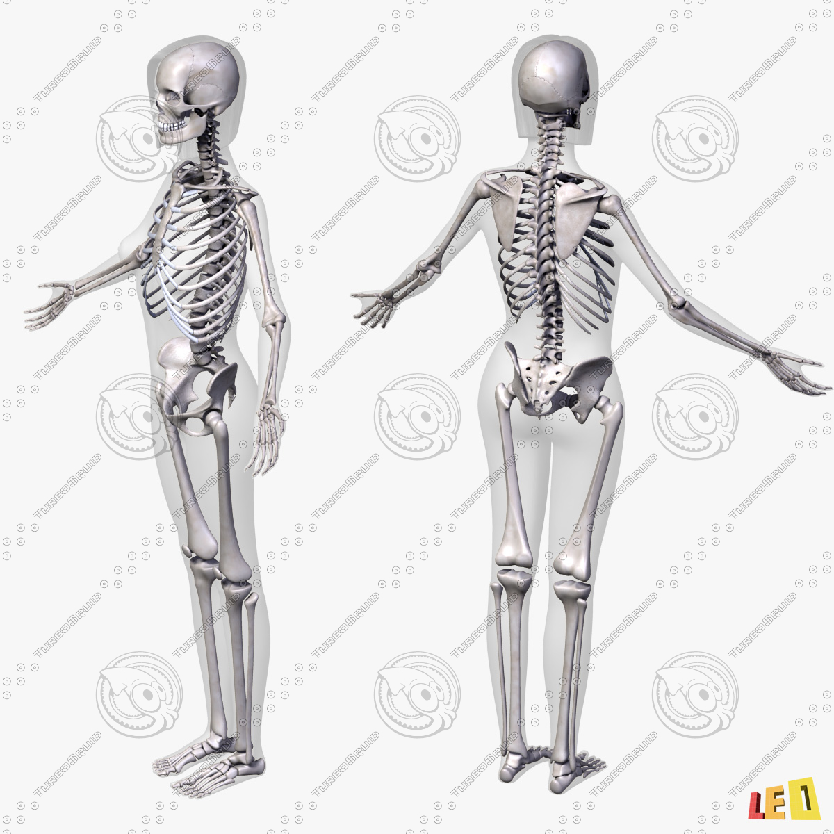 anatomically female body skeleton arm 3d model
