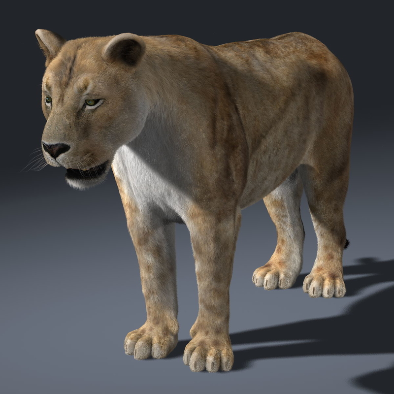 maya lioness rigged fur lion