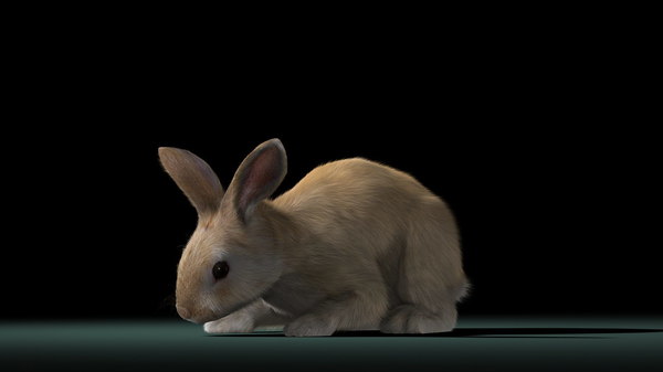 3d model rabbit cream fur animation