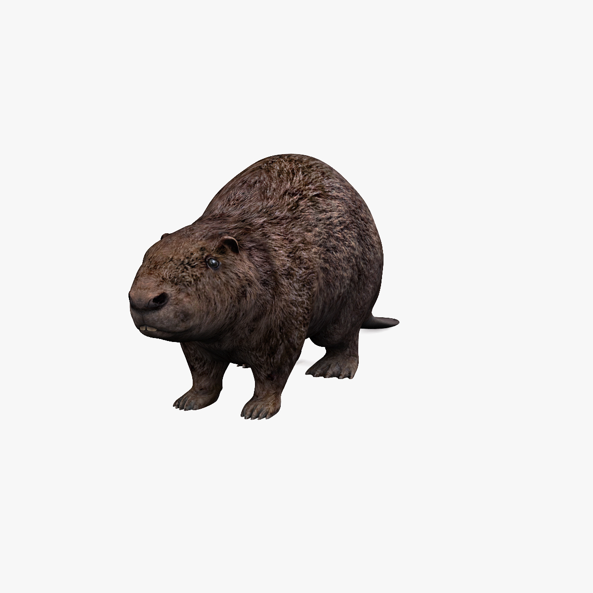 3d model beaver modelled