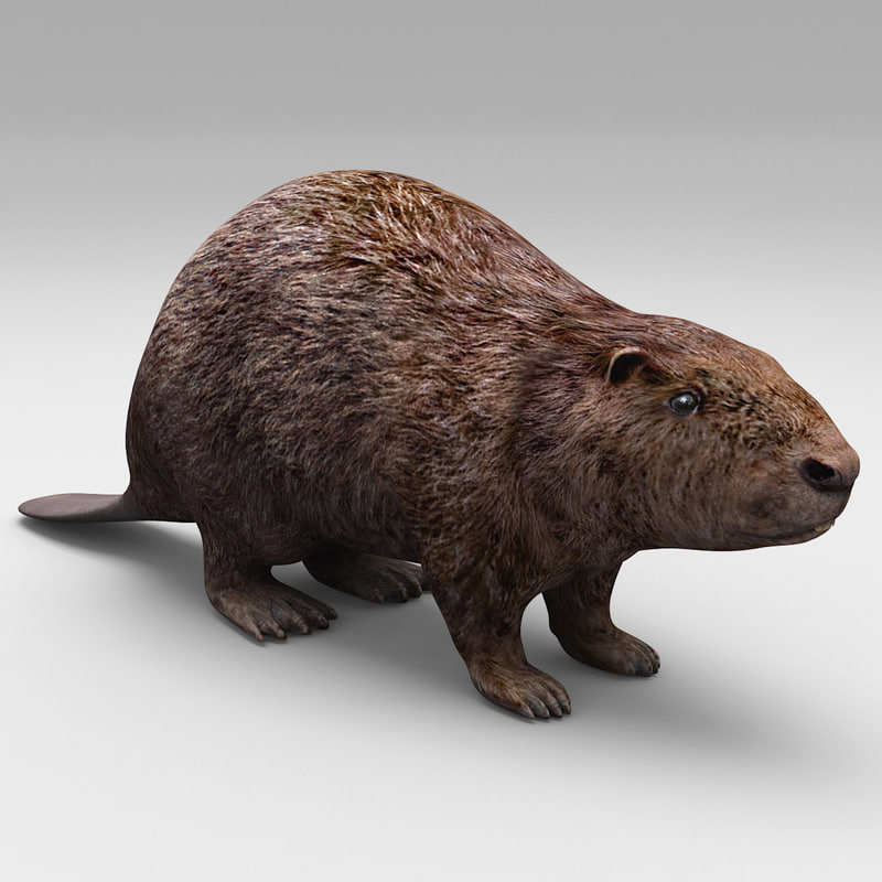 3d model beaver modelled