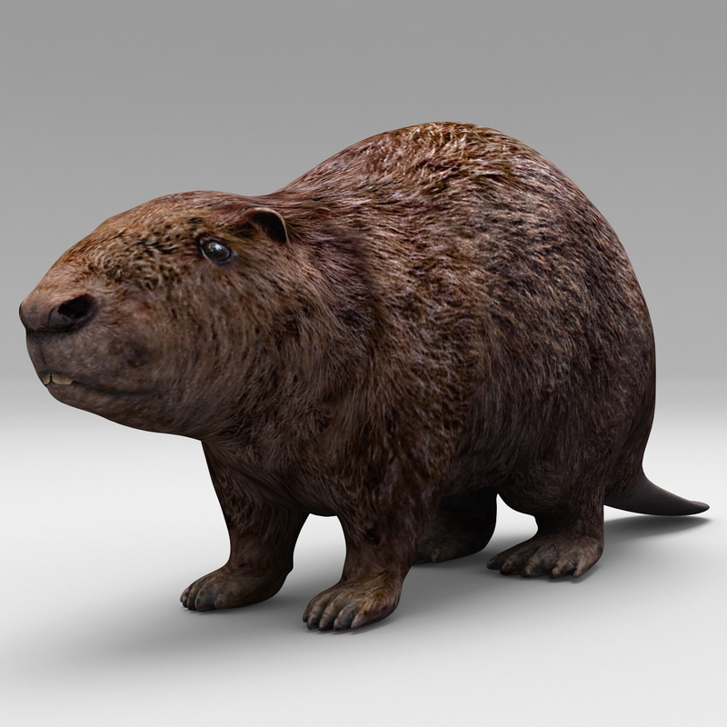 3d model beaver modelled