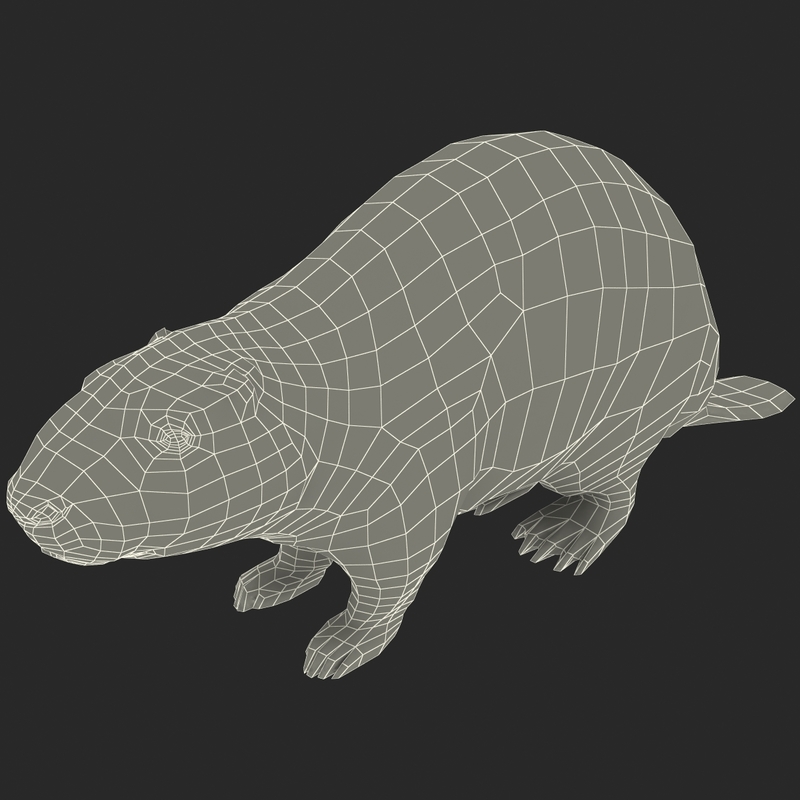 3d model beaver modelled
