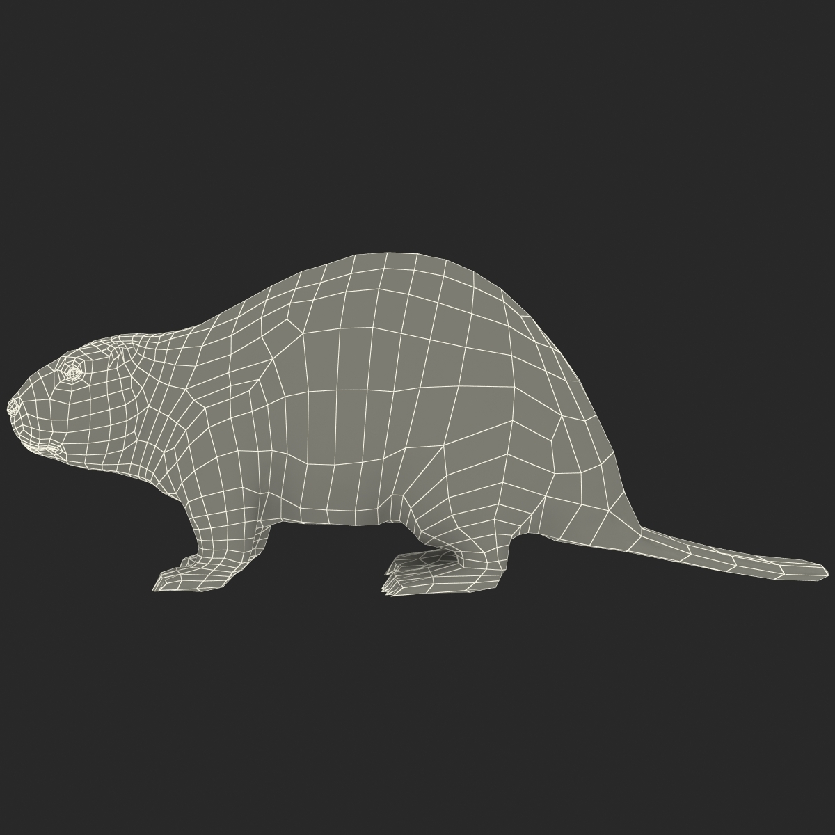 3d model beaver modelled
