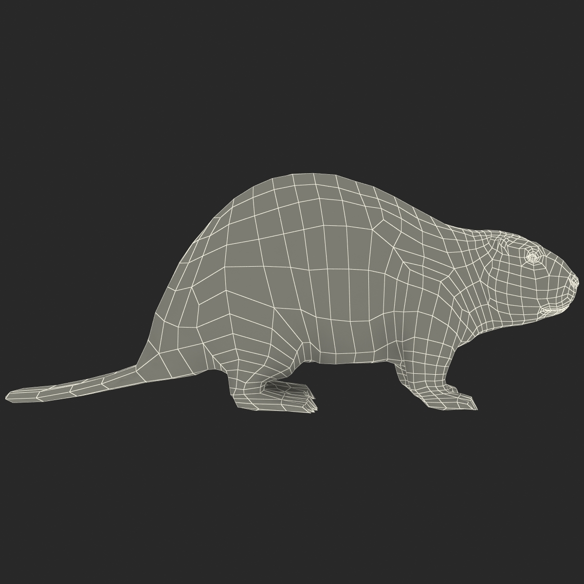 3d model beaver modelled