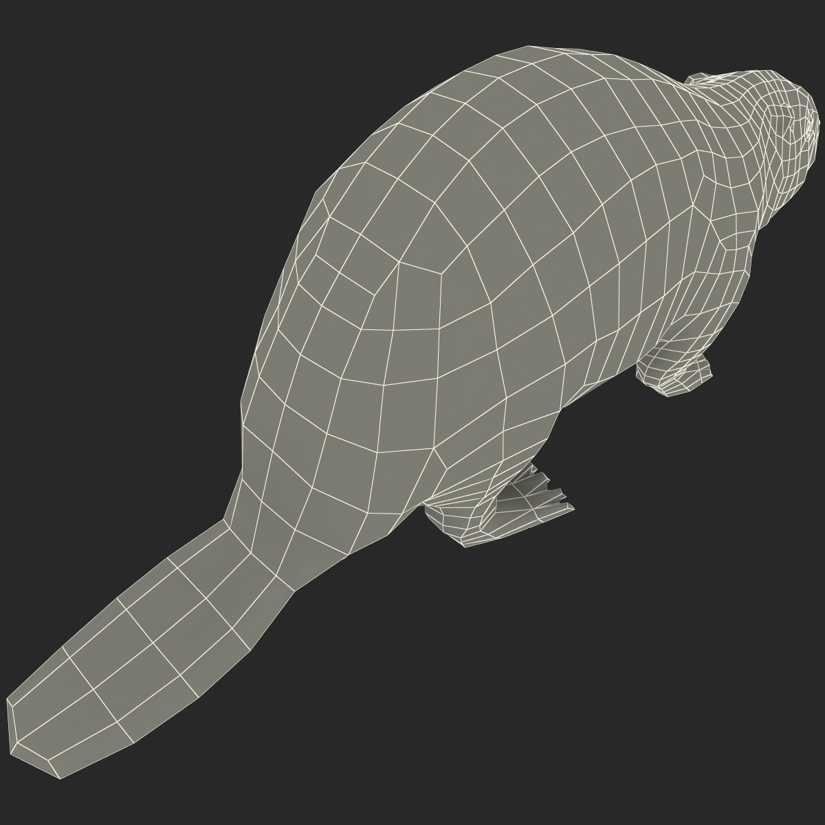 3d model beaver modelled