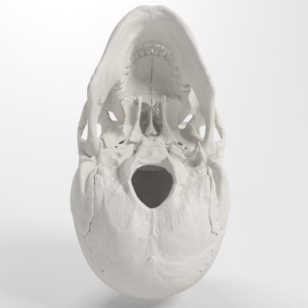 3d human skull