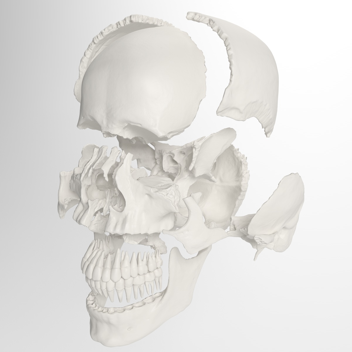 3d human skull