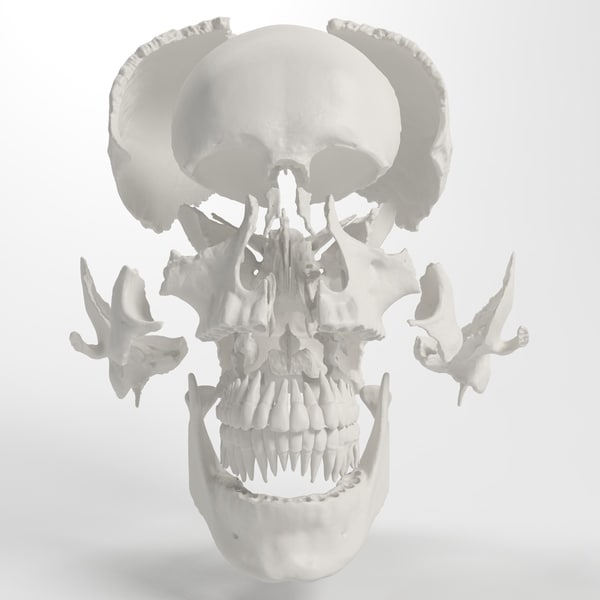 3d human skull