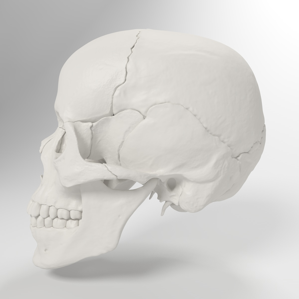 3d human skull