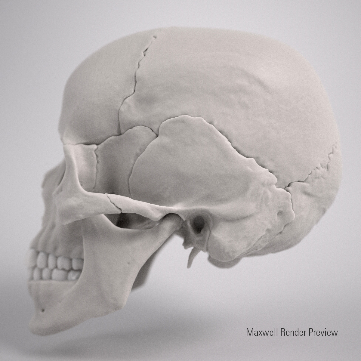 3d human skull