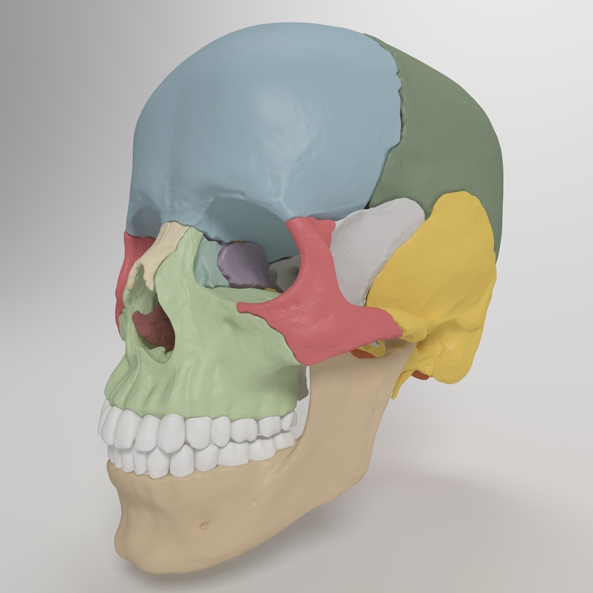 3d human skull