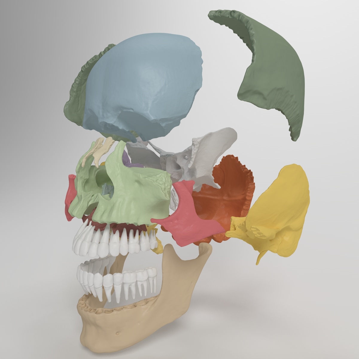 3d human skull