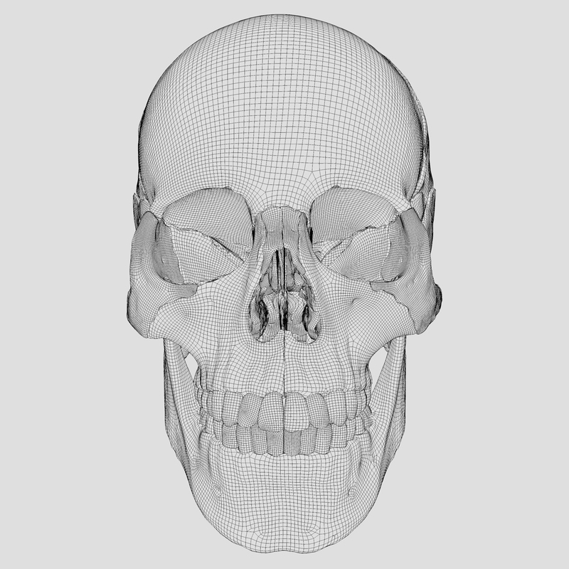 3d human skull