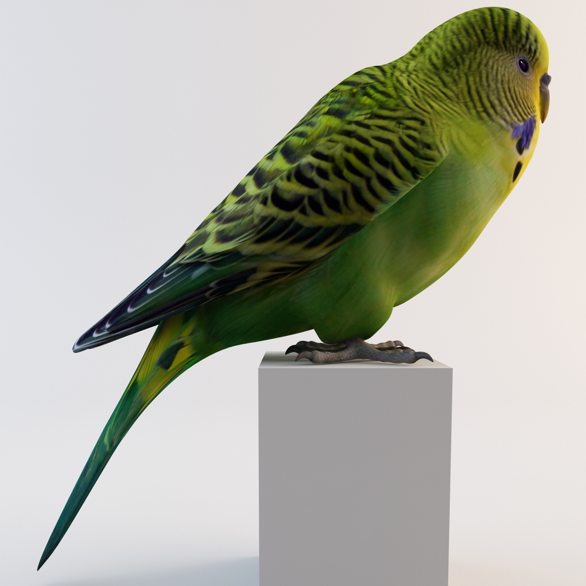 3d budgerigar parakeet model