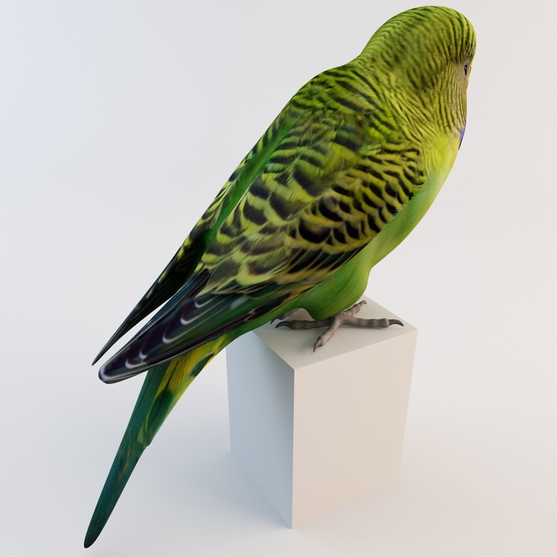 3d budgerigar parakeet model