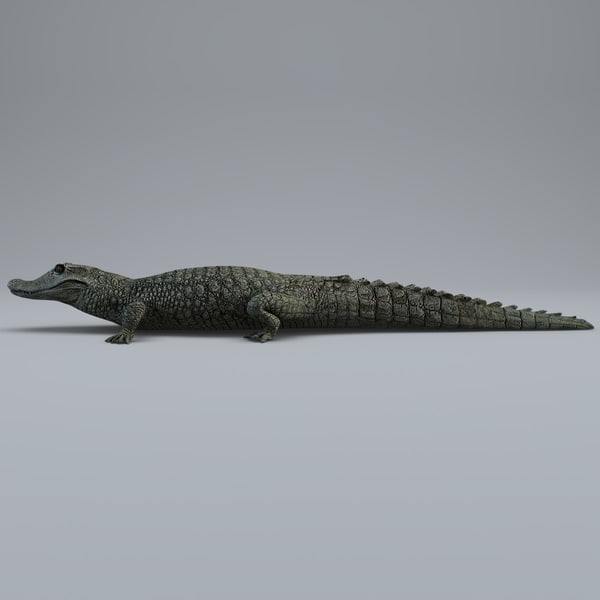 3d dwarf crocodile model