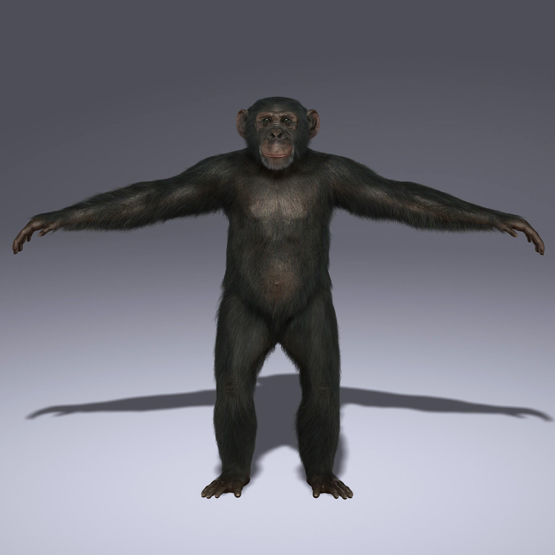 3d model chimp fur animation