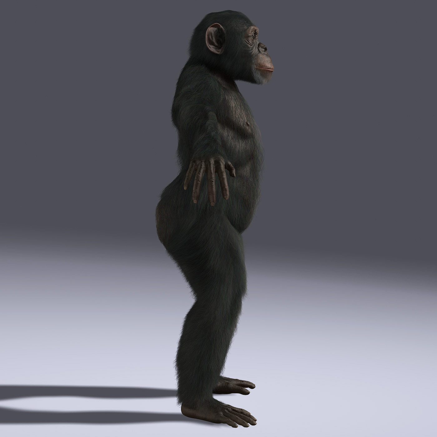 3d model chimp fur animation