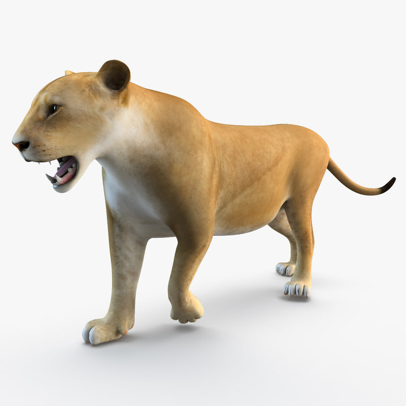 3d model lioness animal modelled