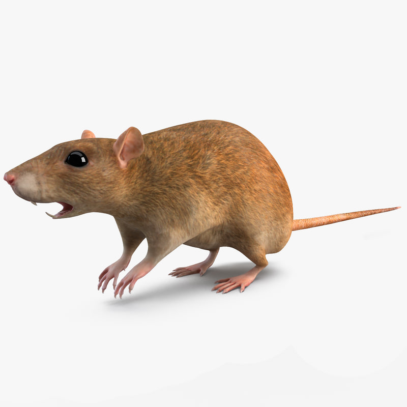 rat modelled 3d model