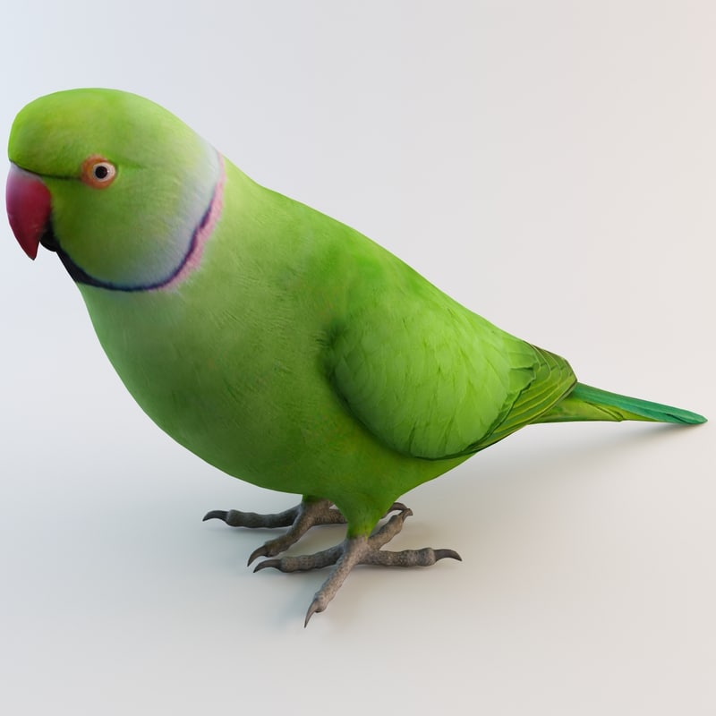 ringneck parrot 3d lwo