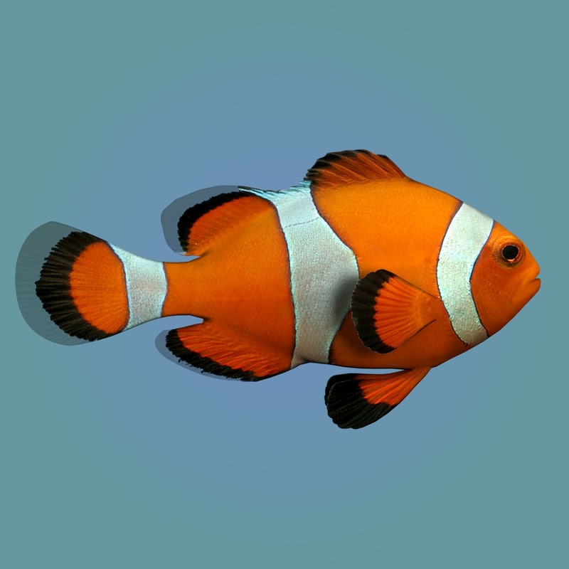 3d Fish Fish Model